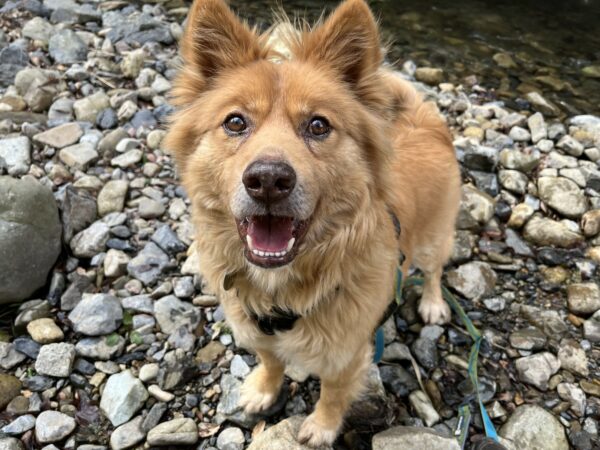 Adopt Dog - Animal Refuge Kansai