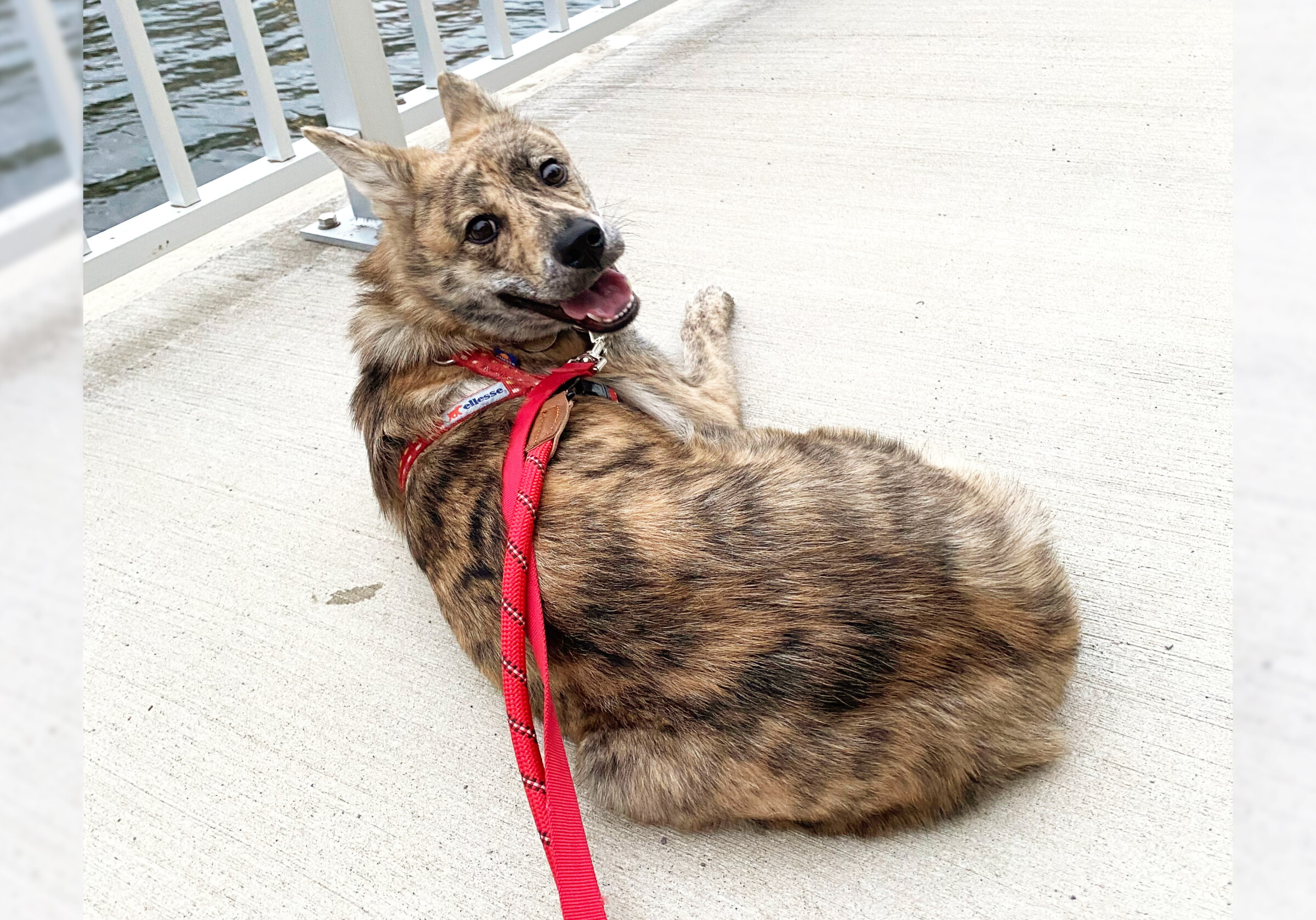 Rush - Animal Refuge Kansai