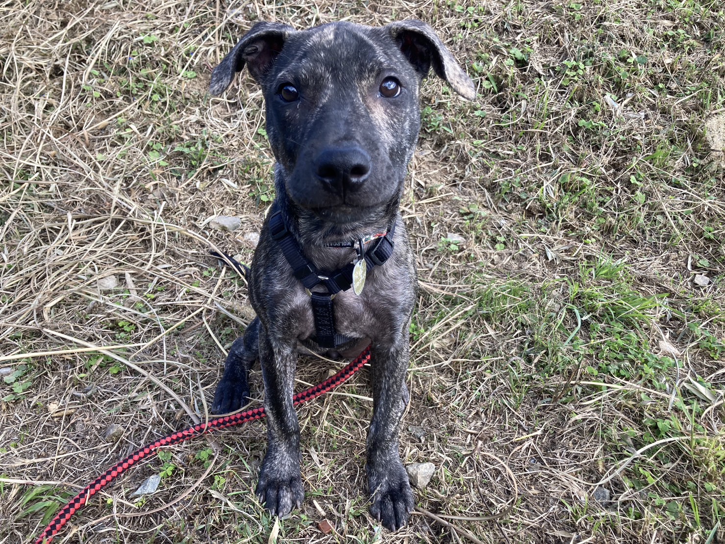 Anne - Animal Refuge Kansai