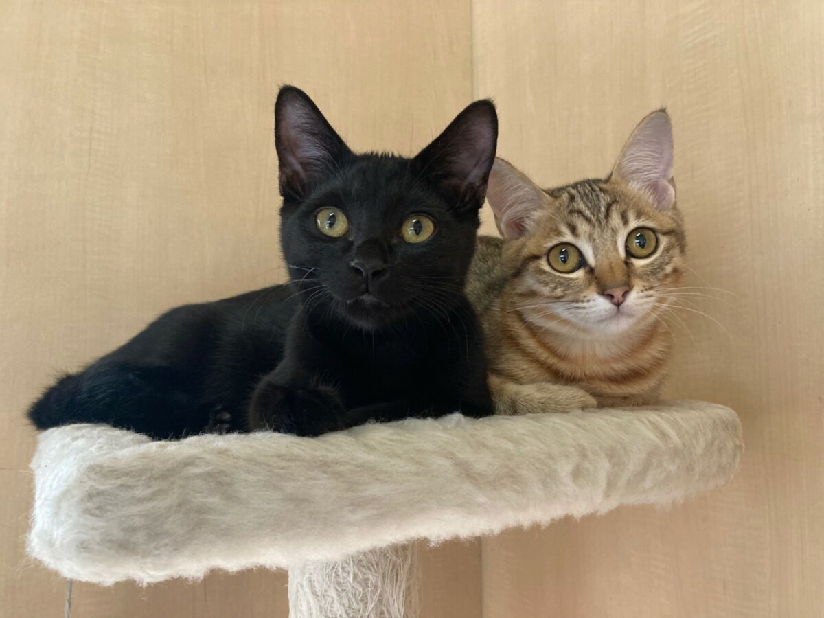 Roki - Animal Refuge Kansai