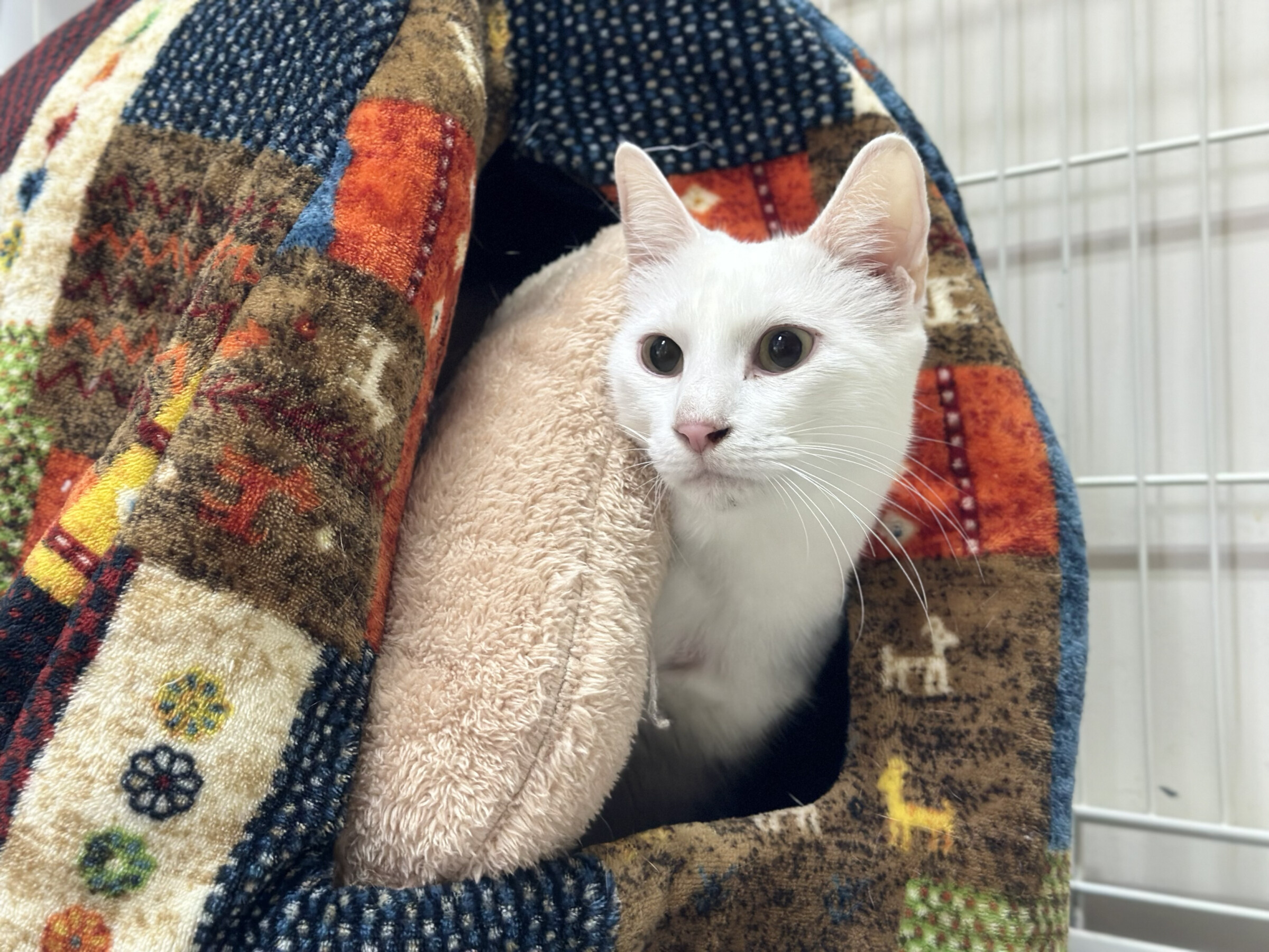 Lady Gaga - Animal Refuge Kansai