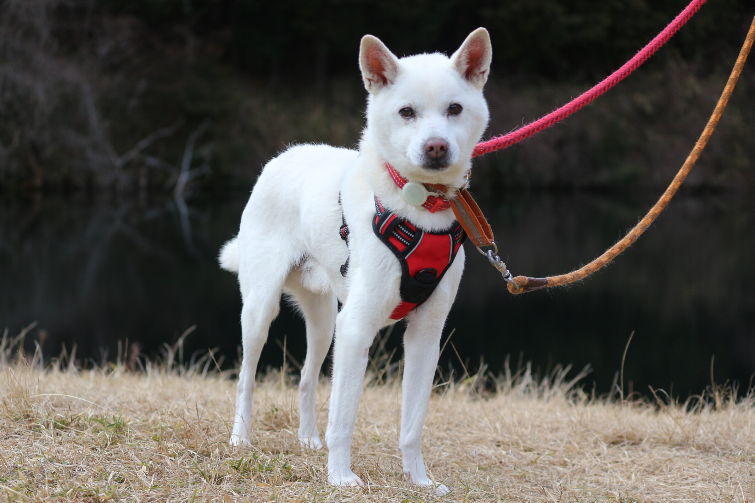 Edison - Animal Refuge Kansai