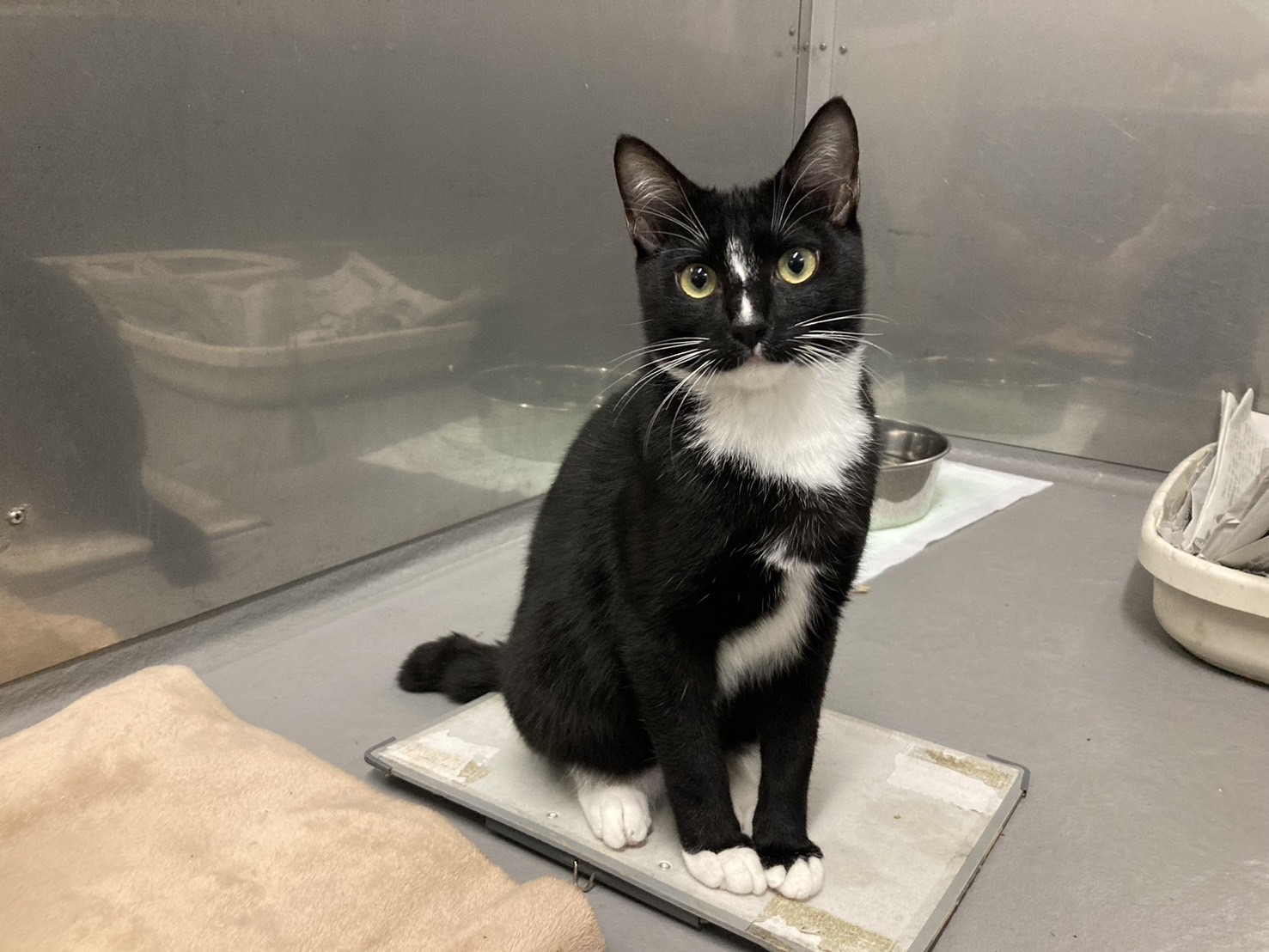 Churros - Animal Refuge Kansai