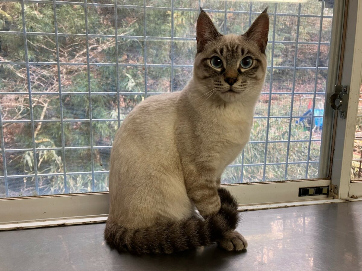 Lucio - Animal Refuge Kansai