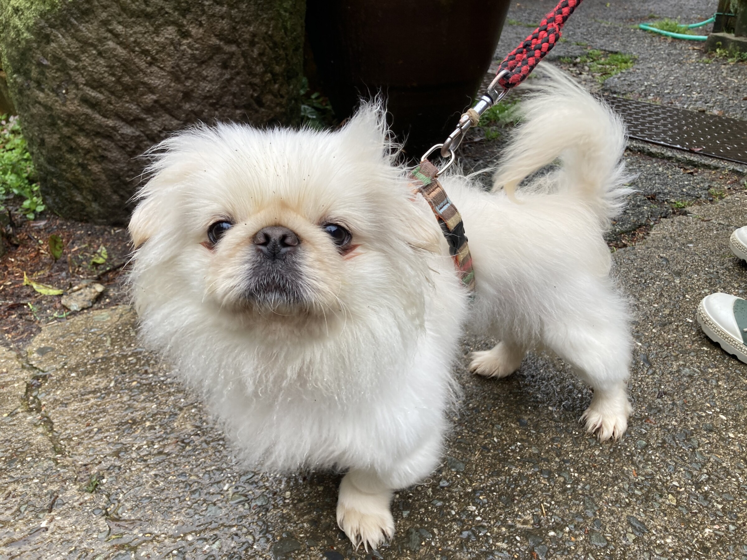 Tesla - Animal Refuge Kansai