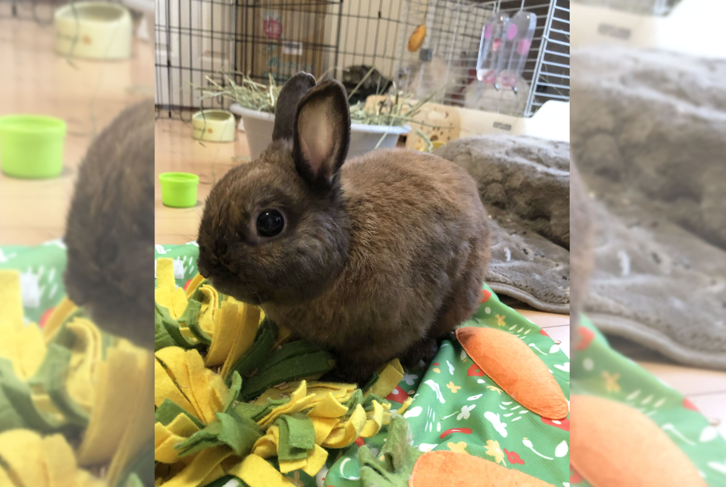 Anakin - Animal Refuge Kansai