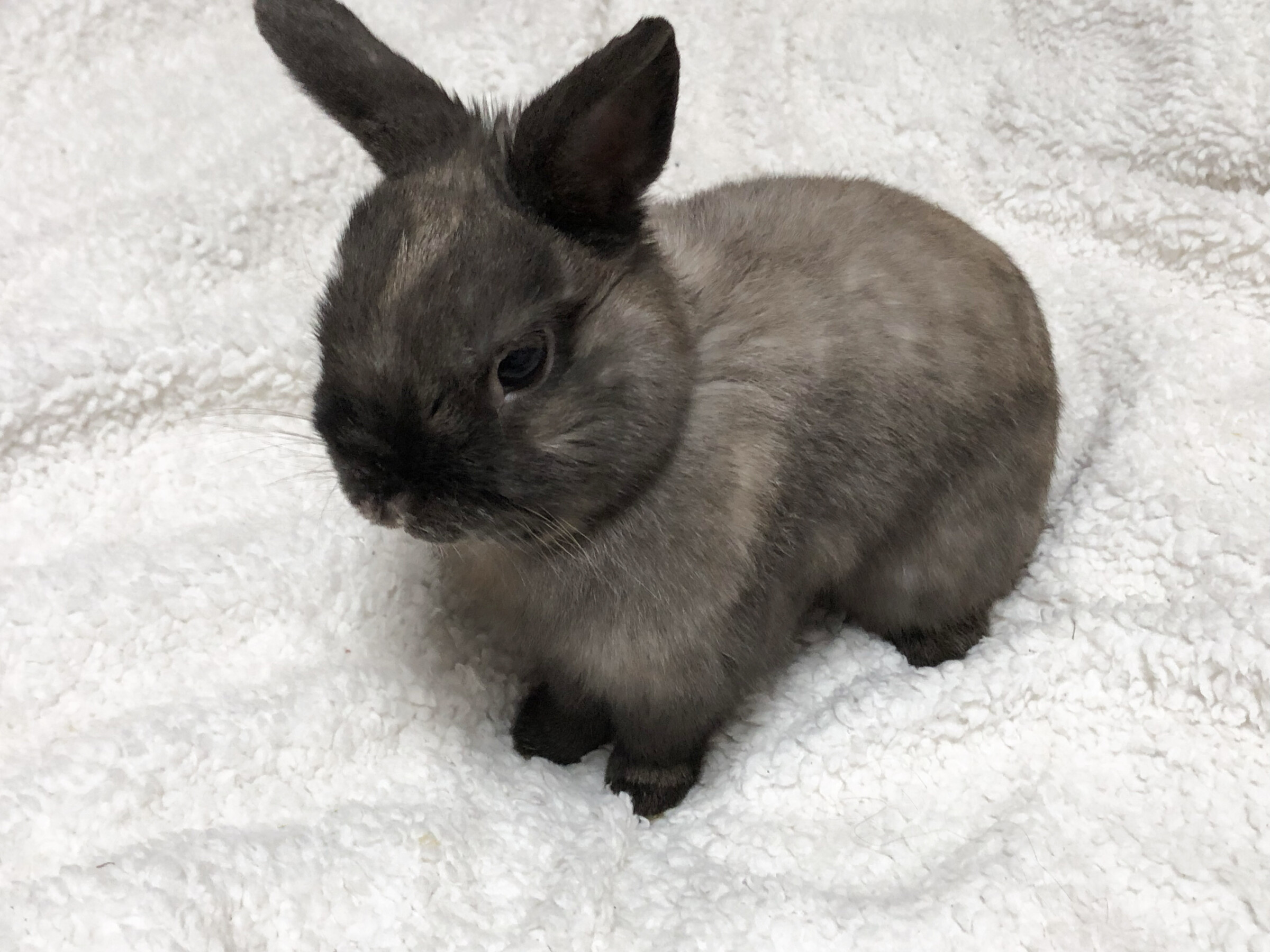 Luke - Animal Refuge Kansai