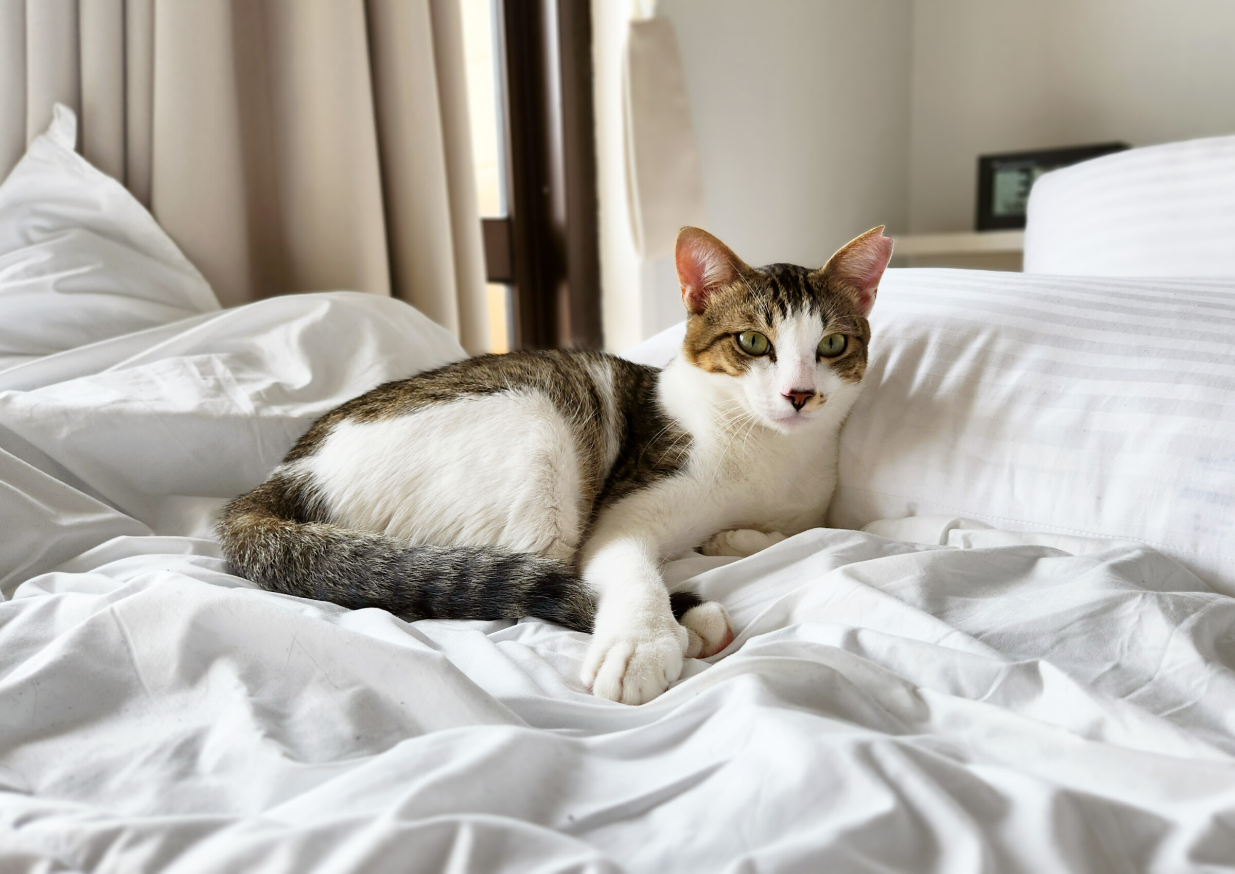 Allegro - Animal Refuge Kansai