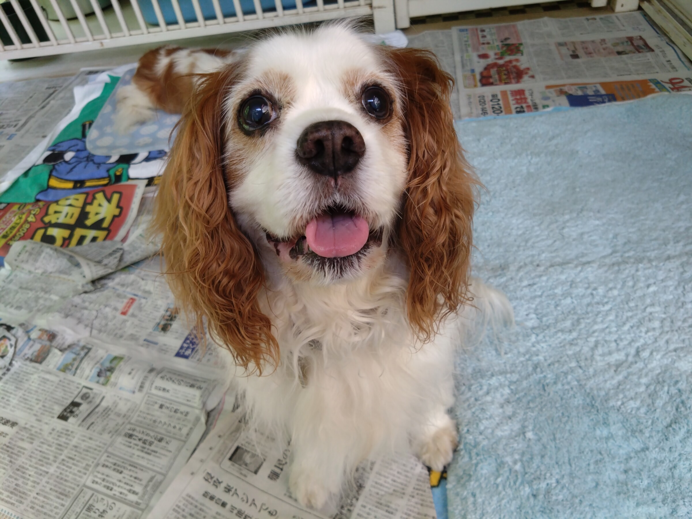 Patata - Animal Refuge Kansai