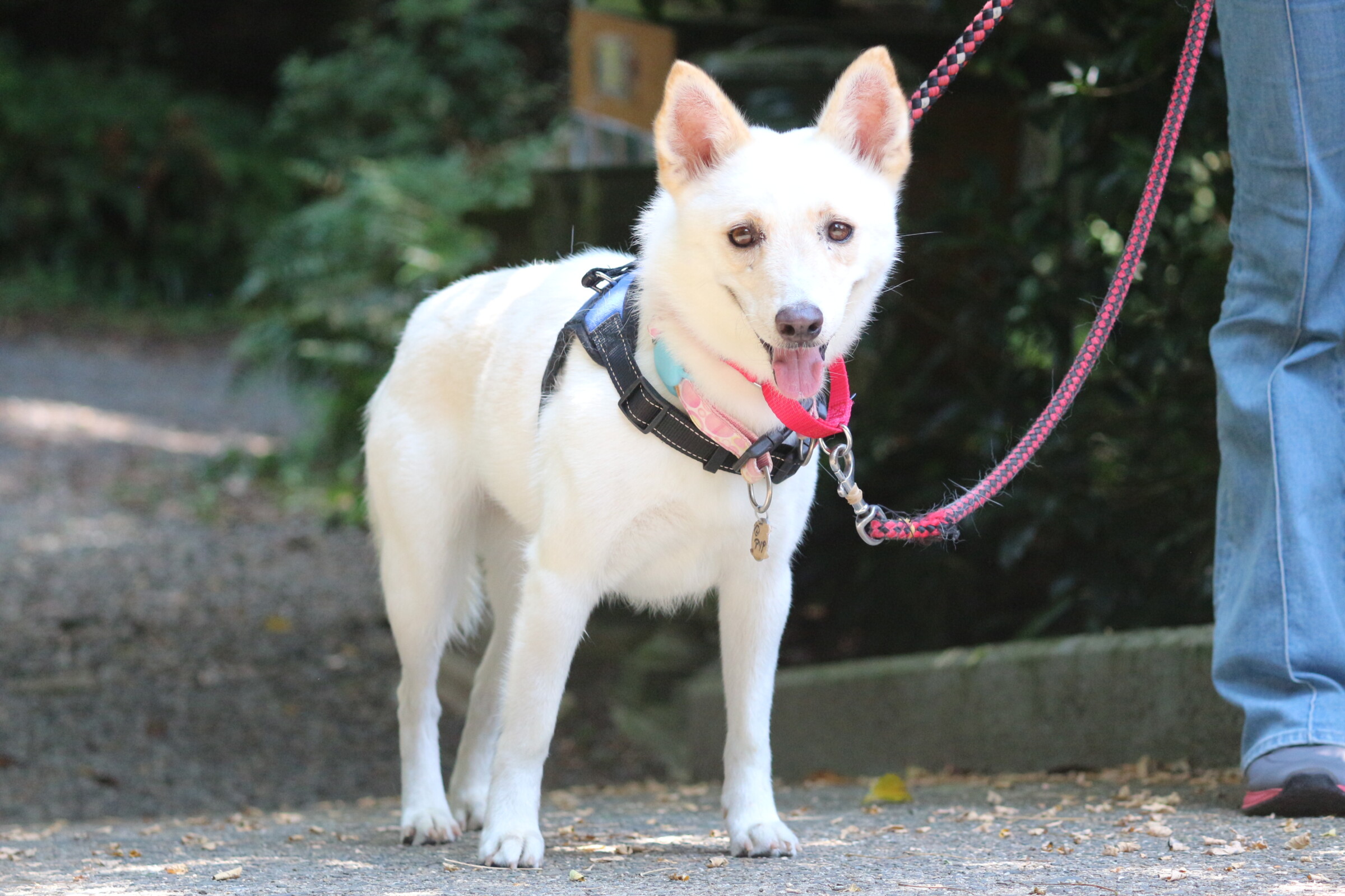 Aria - Animal Refuge Kansai