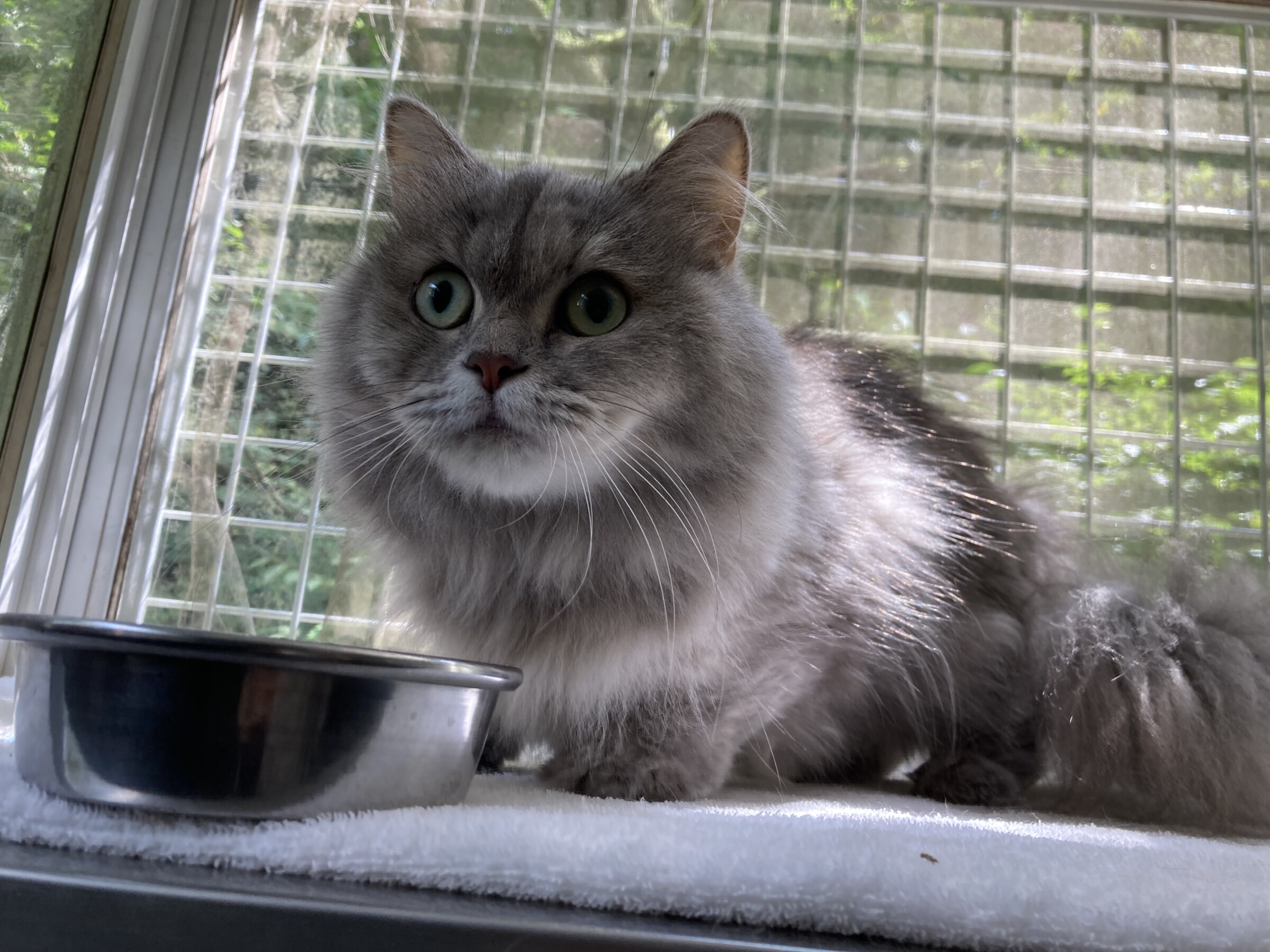 Gaia - Animal Refuge Kansai