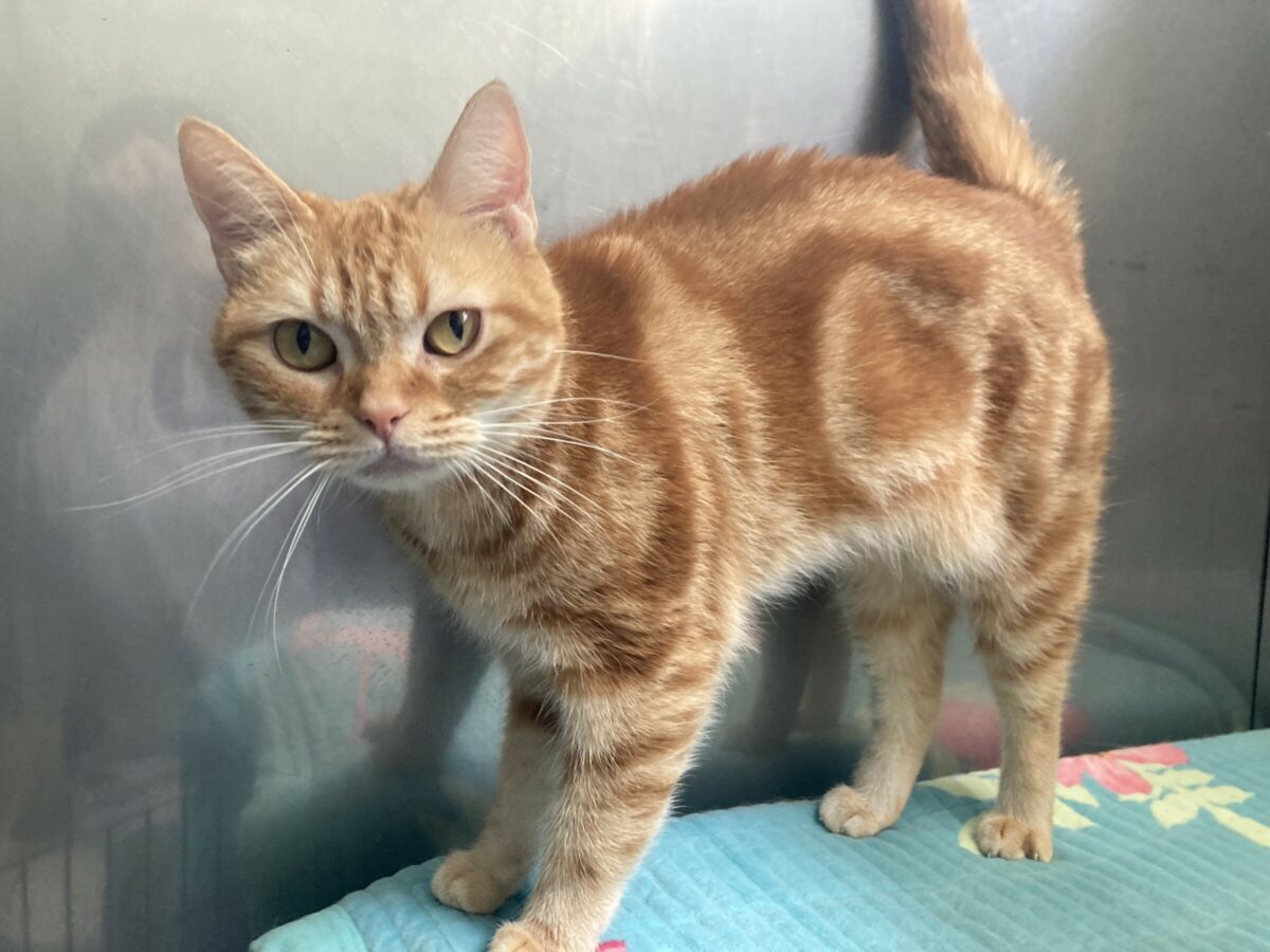 Jessie - Animal Refuge Kansai