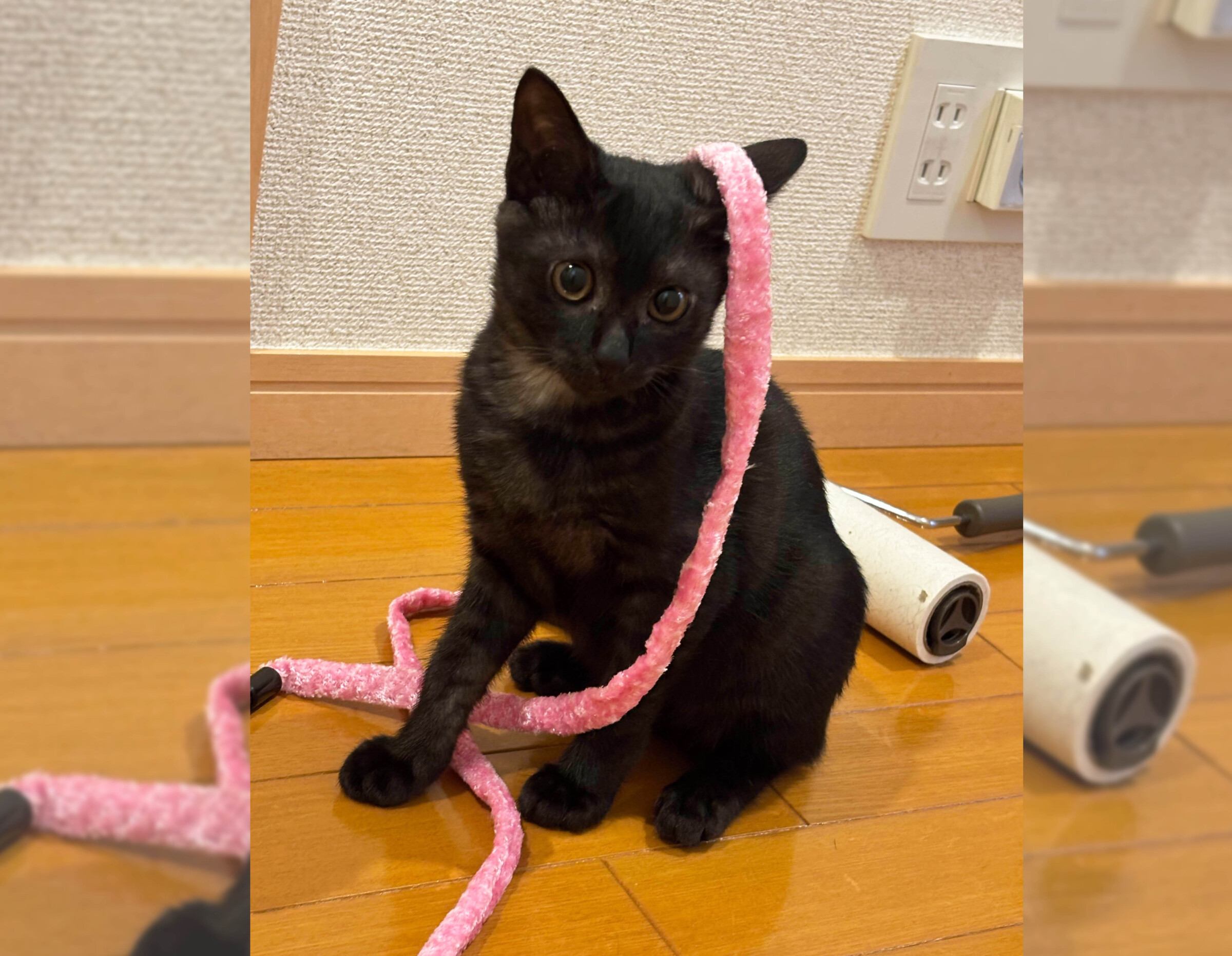 Piccolo - Animal Refuge Kansai