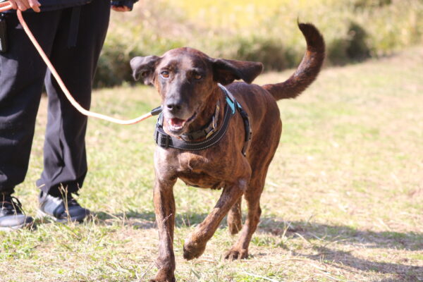 Top page - Animal Refuge Kansai