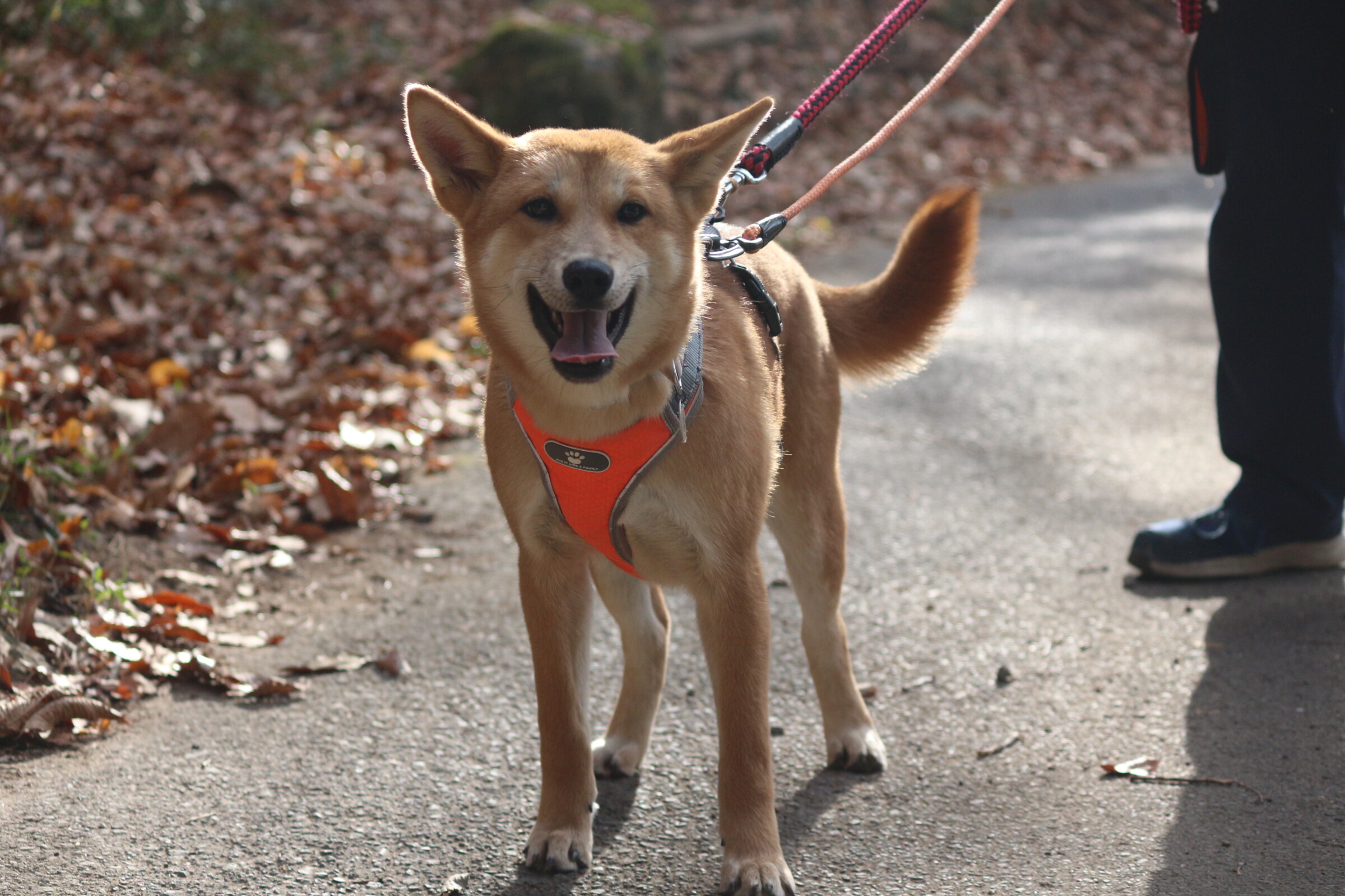 Contessa - Animal Refuge Kansai