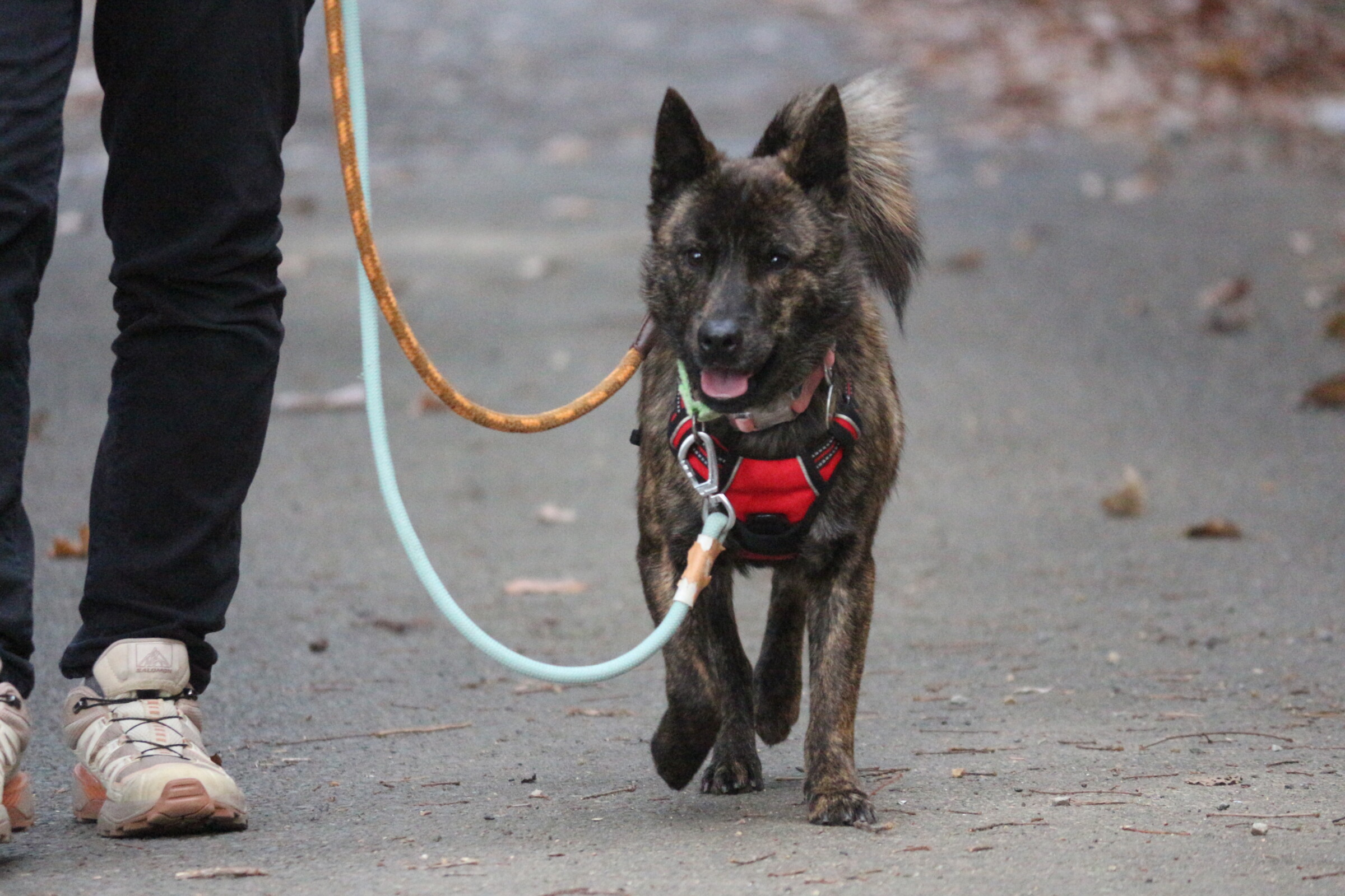 Faust - Animal Refuge Kansai