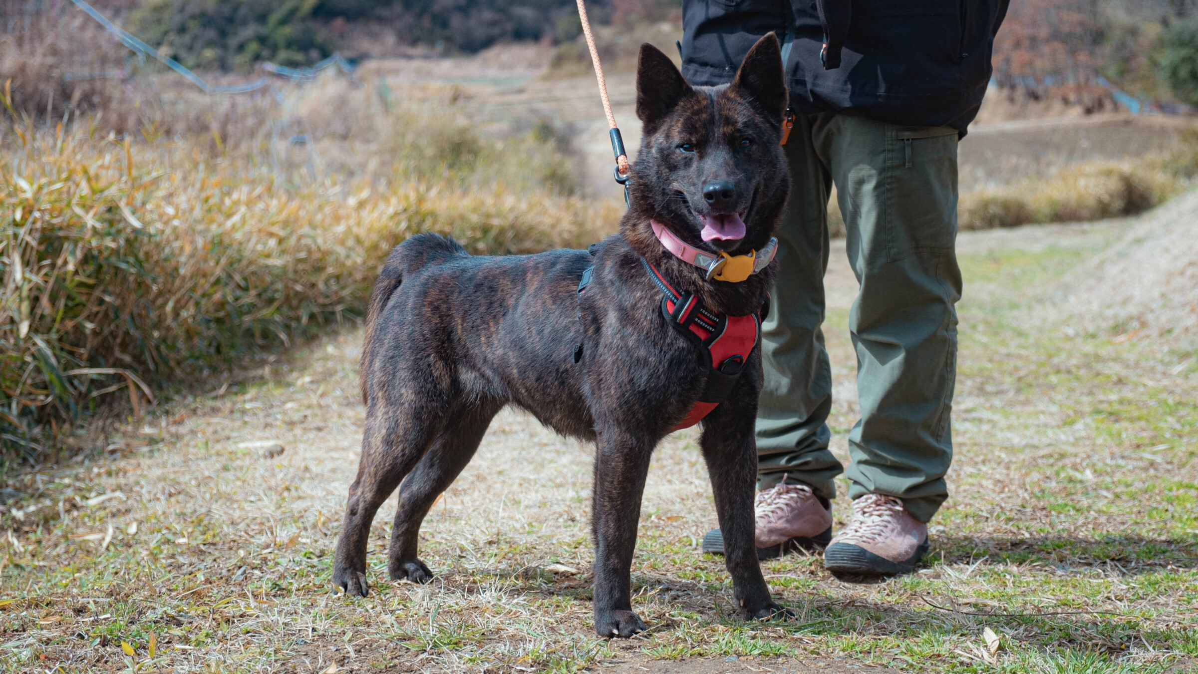 Charlotte - Animal Refuge Kansai