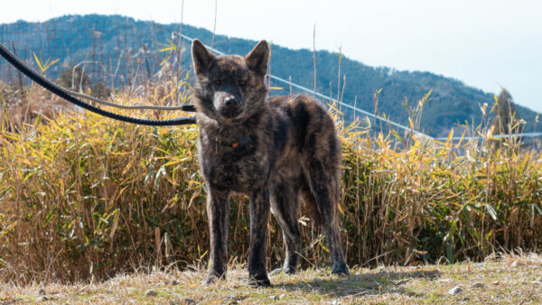 Top page - Animal Refuge Kansai