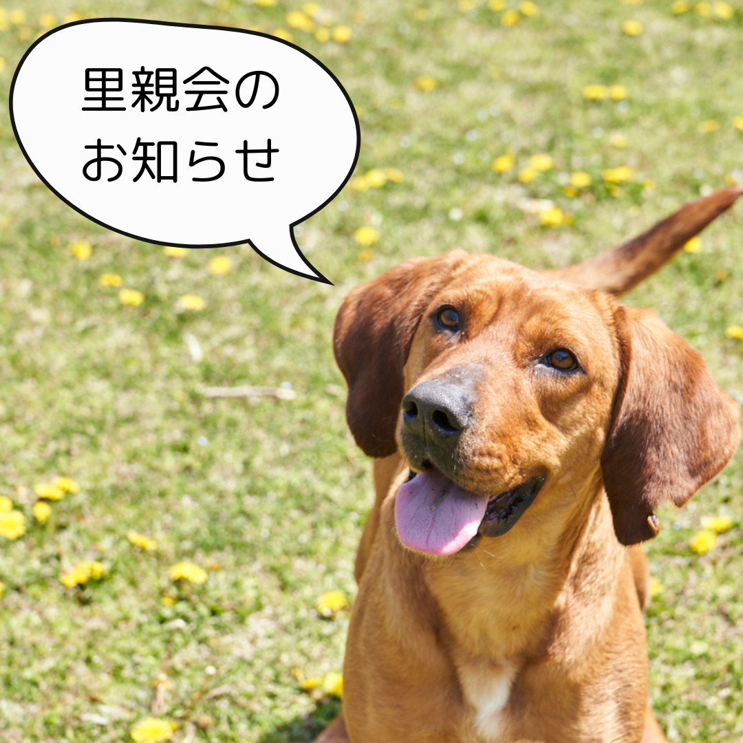 【April 19, 2025】Osaka ARK Adoption Fair at Senri Chuo Koen (Sakura no ...