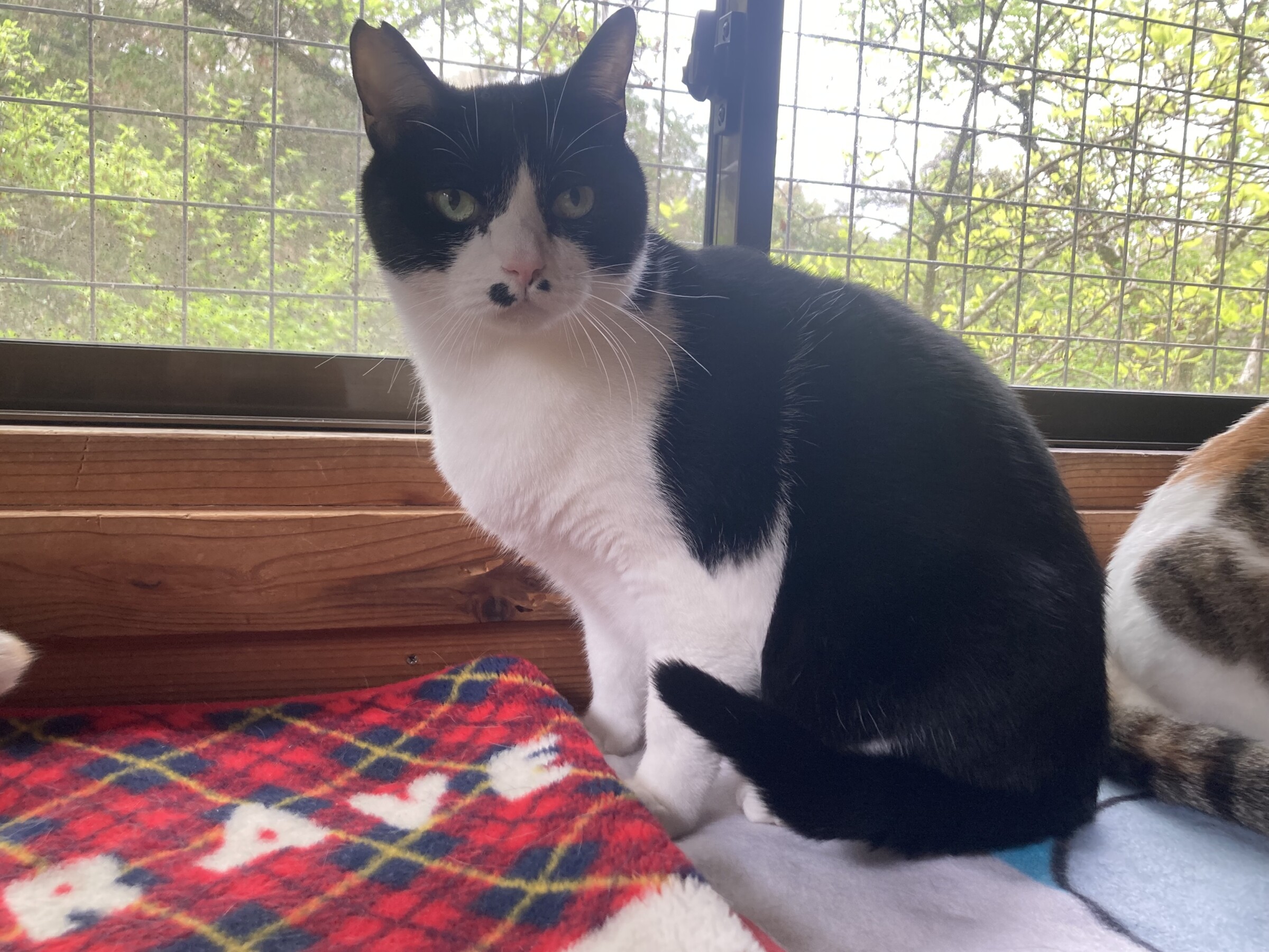 Cymbal - Animal Refuge Kansai