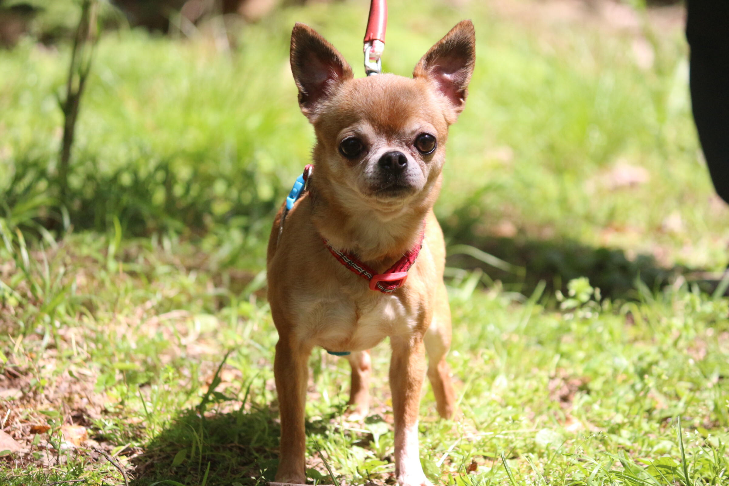 Scone - Animal Refuge Kansai