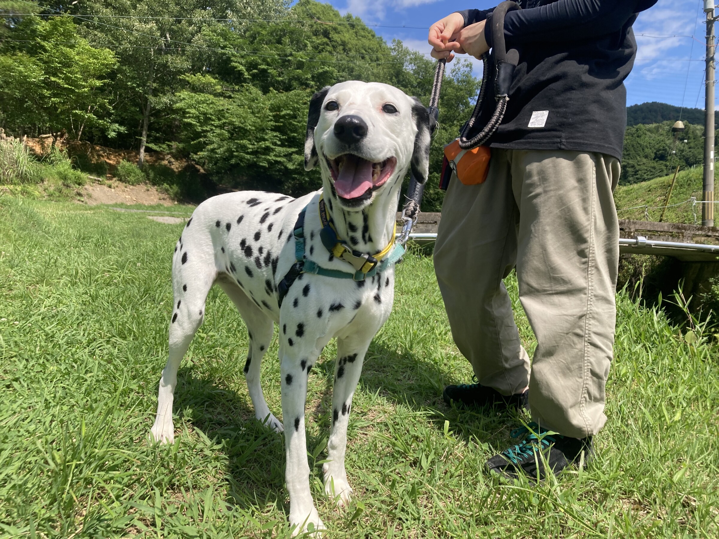 Blossom - Animal Refuge Kansai